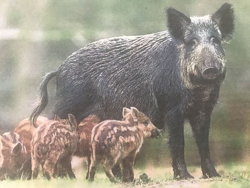 Trouble with wild boars? What a bore! - Voice of The North